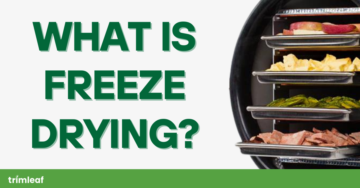 What is Freeze Drying? The Hottest Food Preservation Method Today